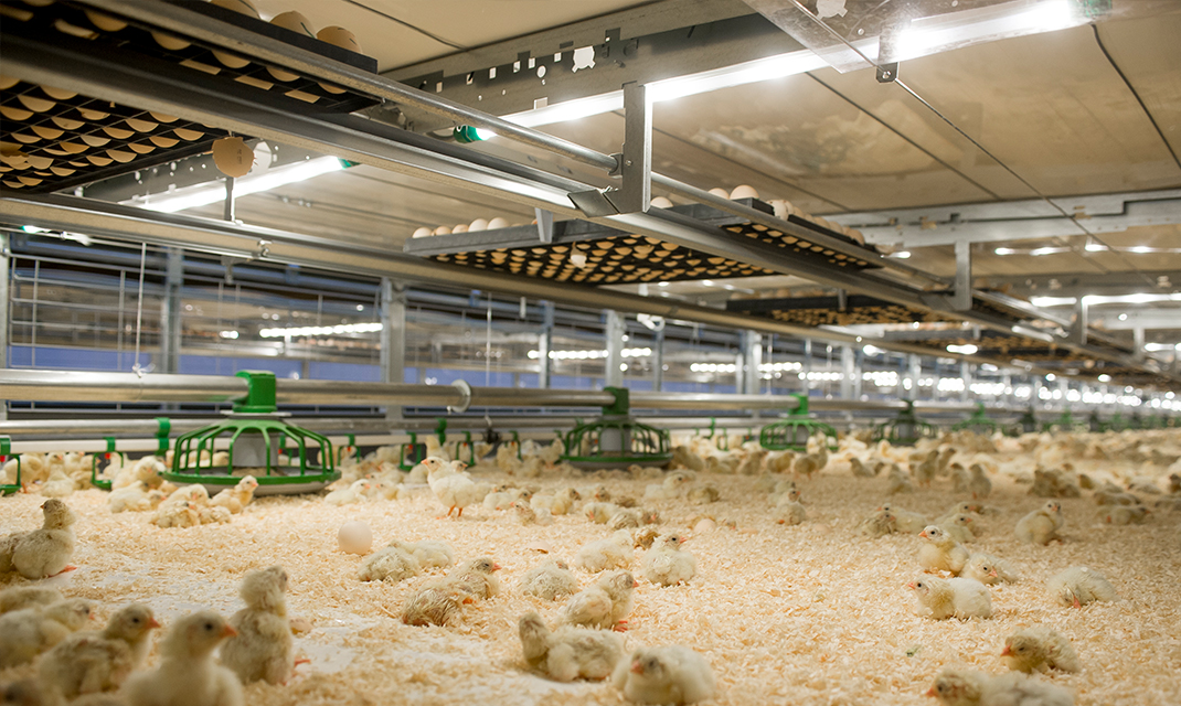 Poultry Production All You Need To Know